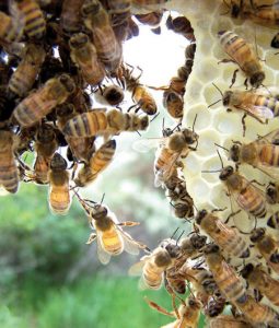 Natural Bees Comb Building: Boon or Bust? - Backyard Beekeeping